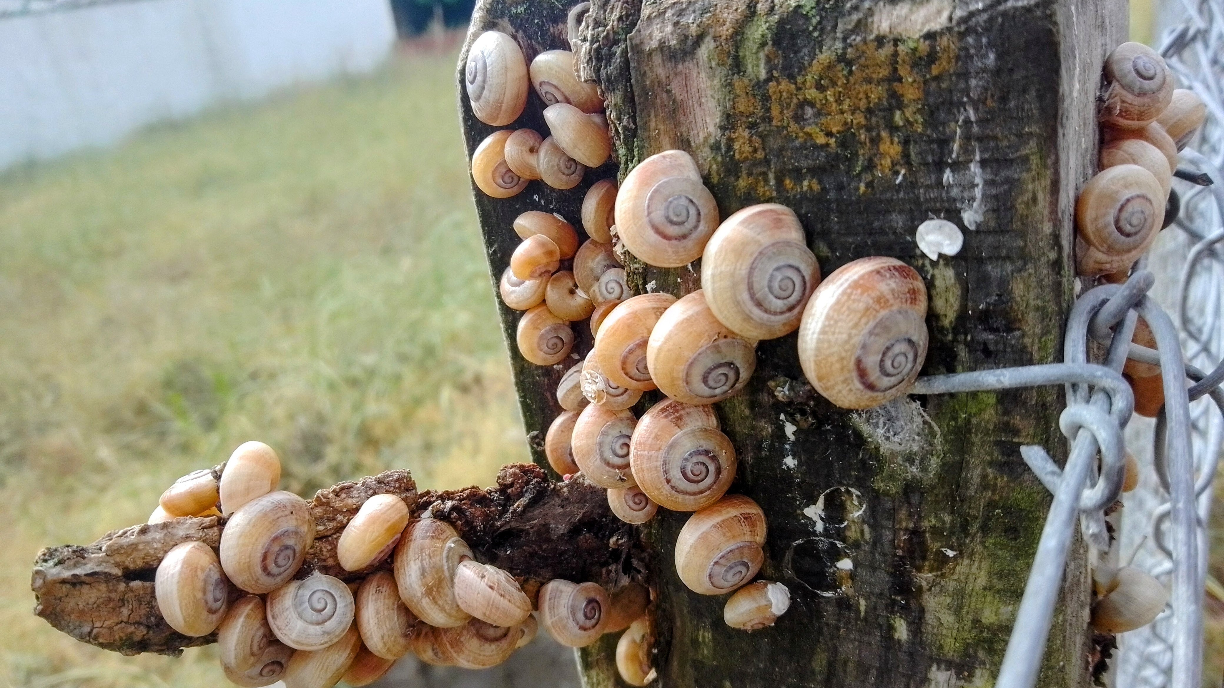 Calor caracol – Comunicación de la ciencia