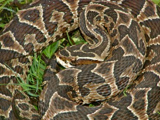 Brindan recomendaciones ante la aparición de yararás