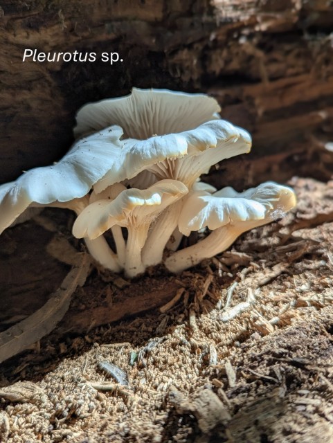 Científicas estudian diversidad y potenciales utilidades de los hongos