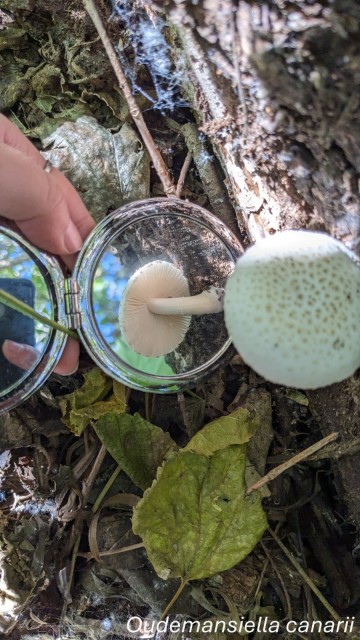Científicas estudian diversidad y potenciales utilidades de los hongos