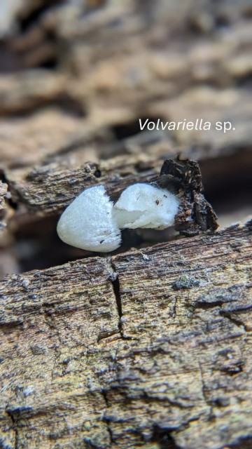 Científicas estudian diversidad y potenciales utilidades de los hongos